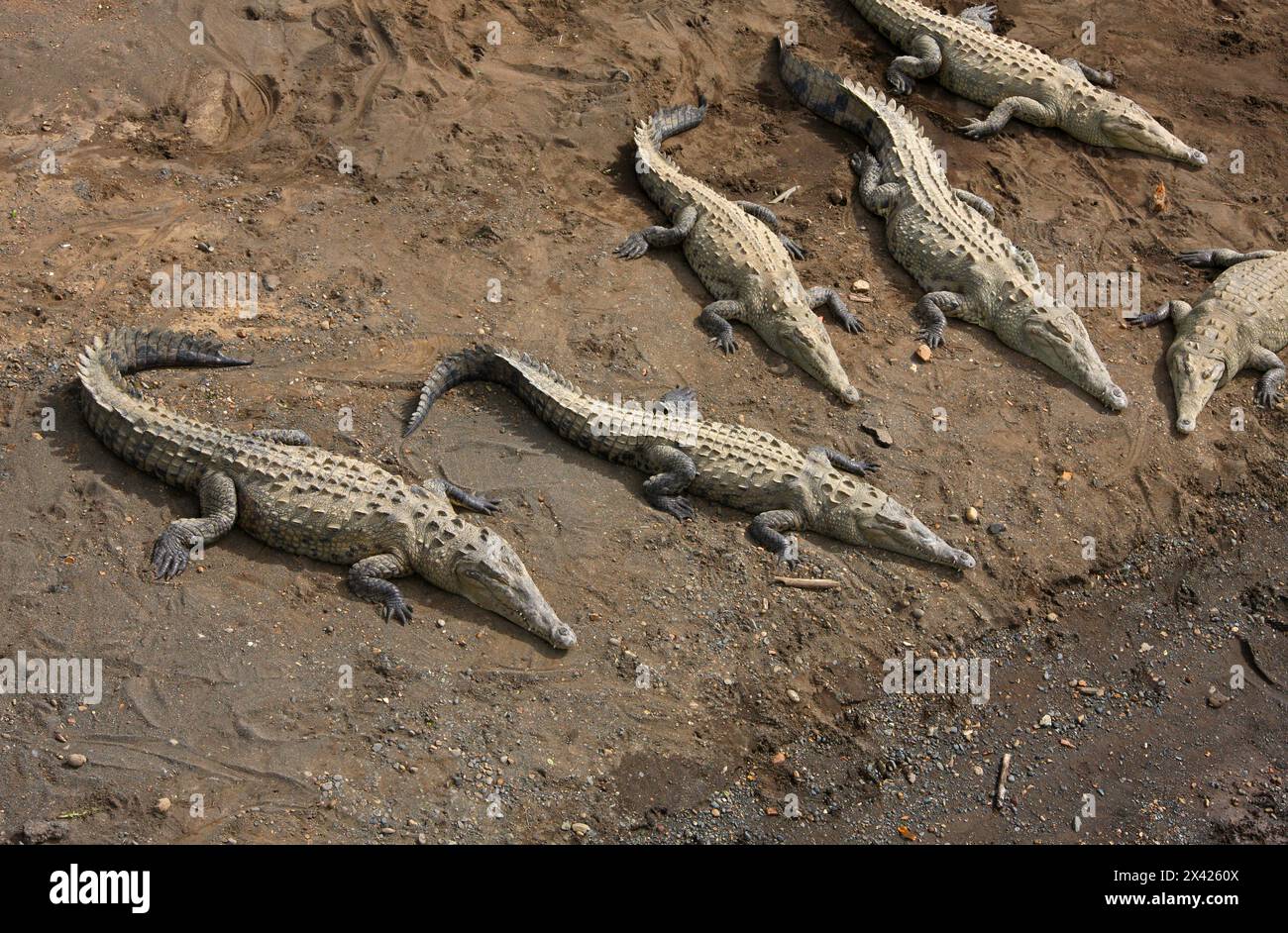 American crocodile, Crocodylus acutus, Crocodylidae, Crocodilia ...