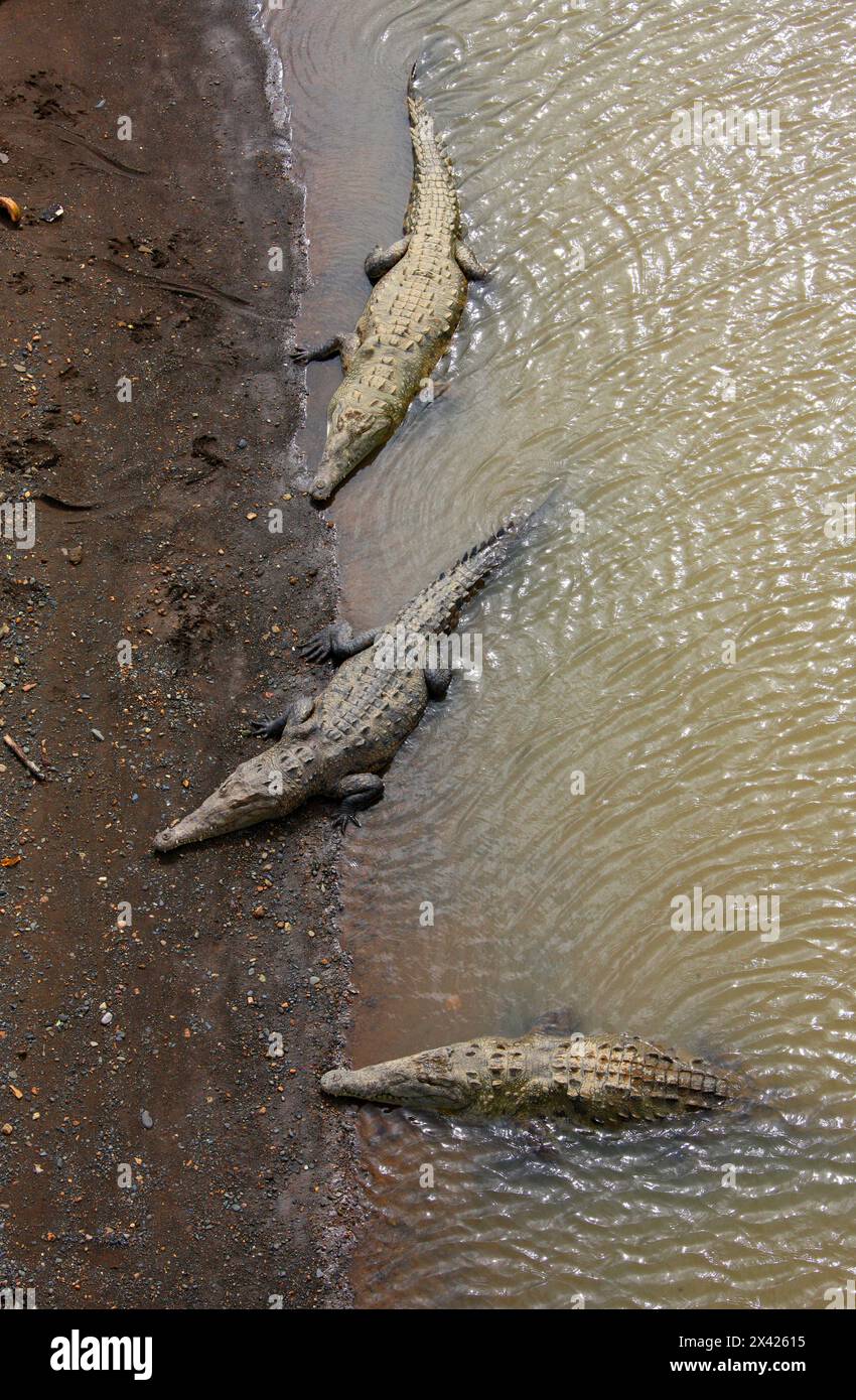 American crocodile, Crocodylus acutus, Crocodylidae, Crocodilia ...