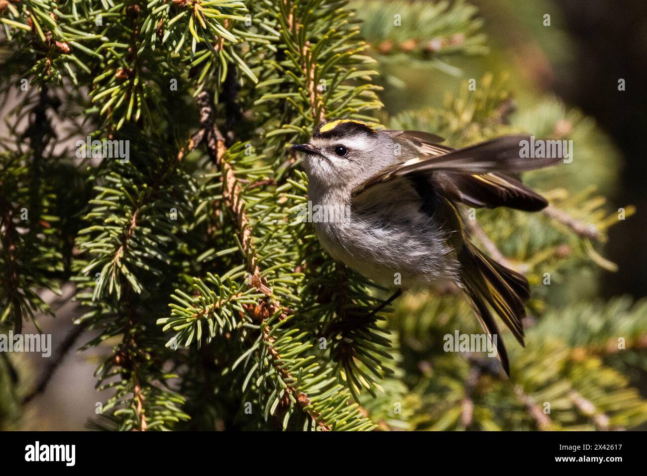 golden-crowned kinglet (Regulus satrapa Stock Photo - Alamy