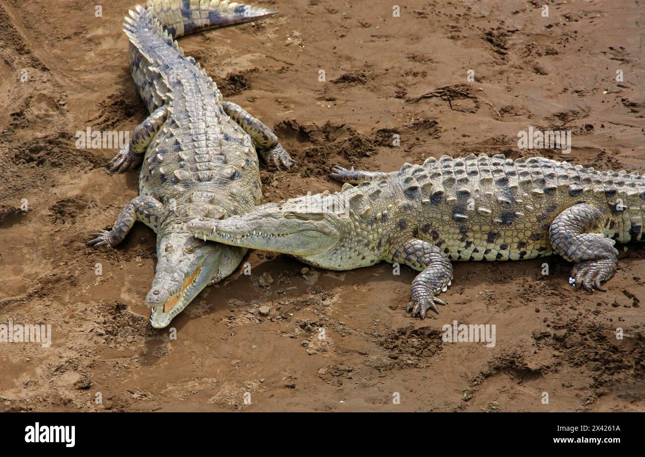American crocodile, Crocodylus acutus, Crocodylidae, Crocodilia ...