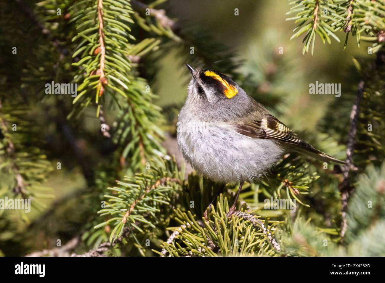 golden-crowned kinglet (Regulus satrapa Stock Photo - Alamy