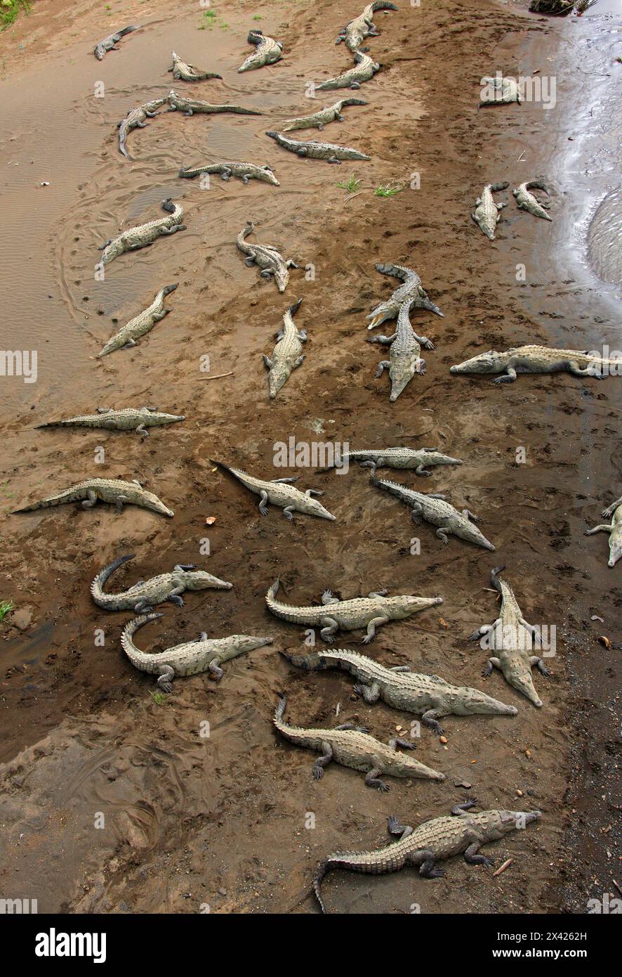 American crocodile, Crocodylus acutus, Crocodylidae, Crocodilia ...