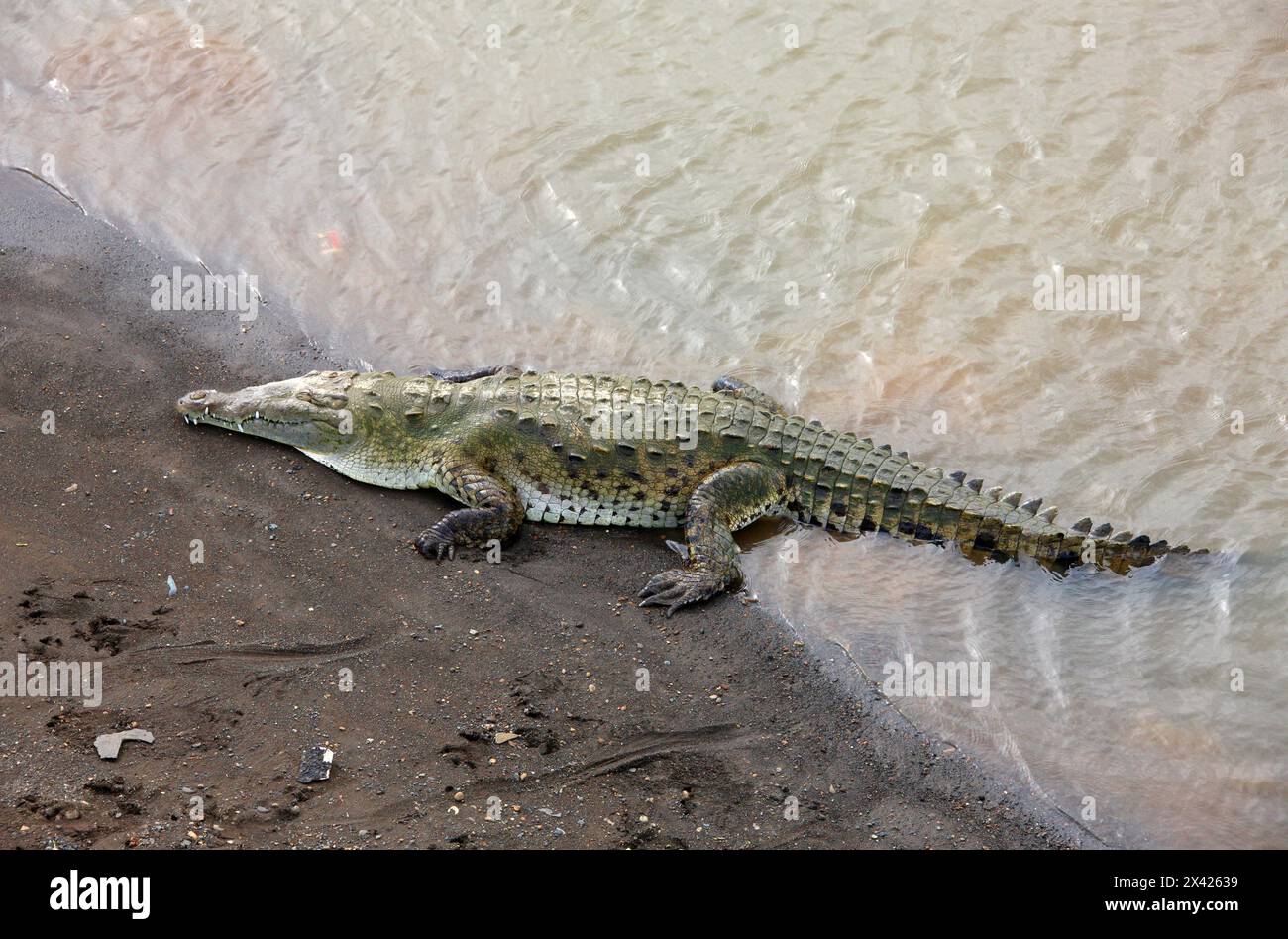 American crocodile, Crocodylus acutus, Crocodylidae, Crocodilia ...