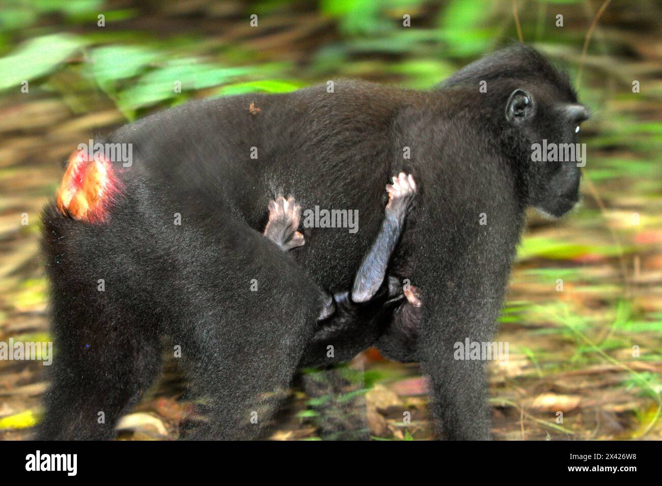 Primate distribution shifts hi-res stock photography and images - Alamy