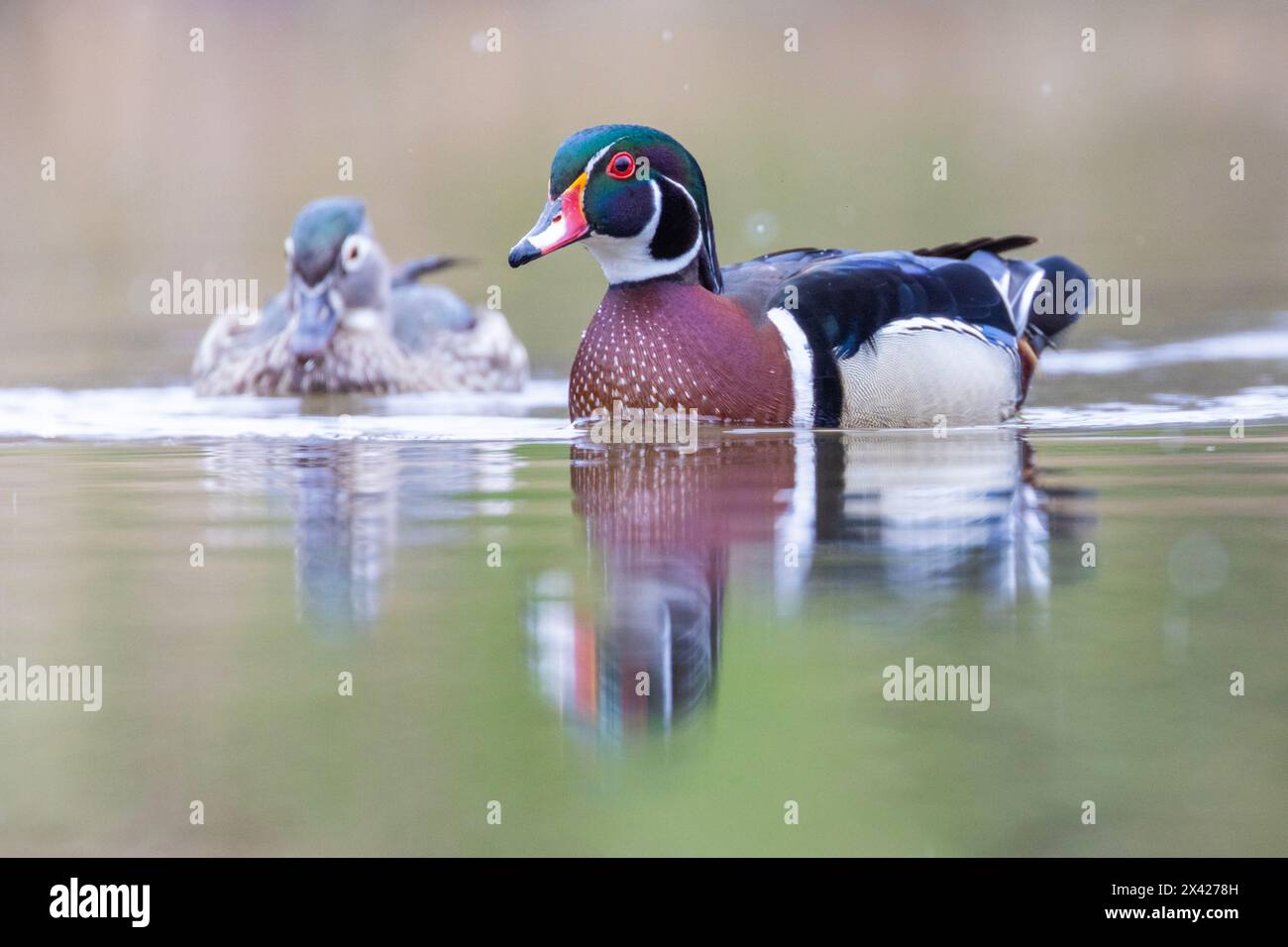 Two wood ducks swimming hi-res stock photography and images - Alamy