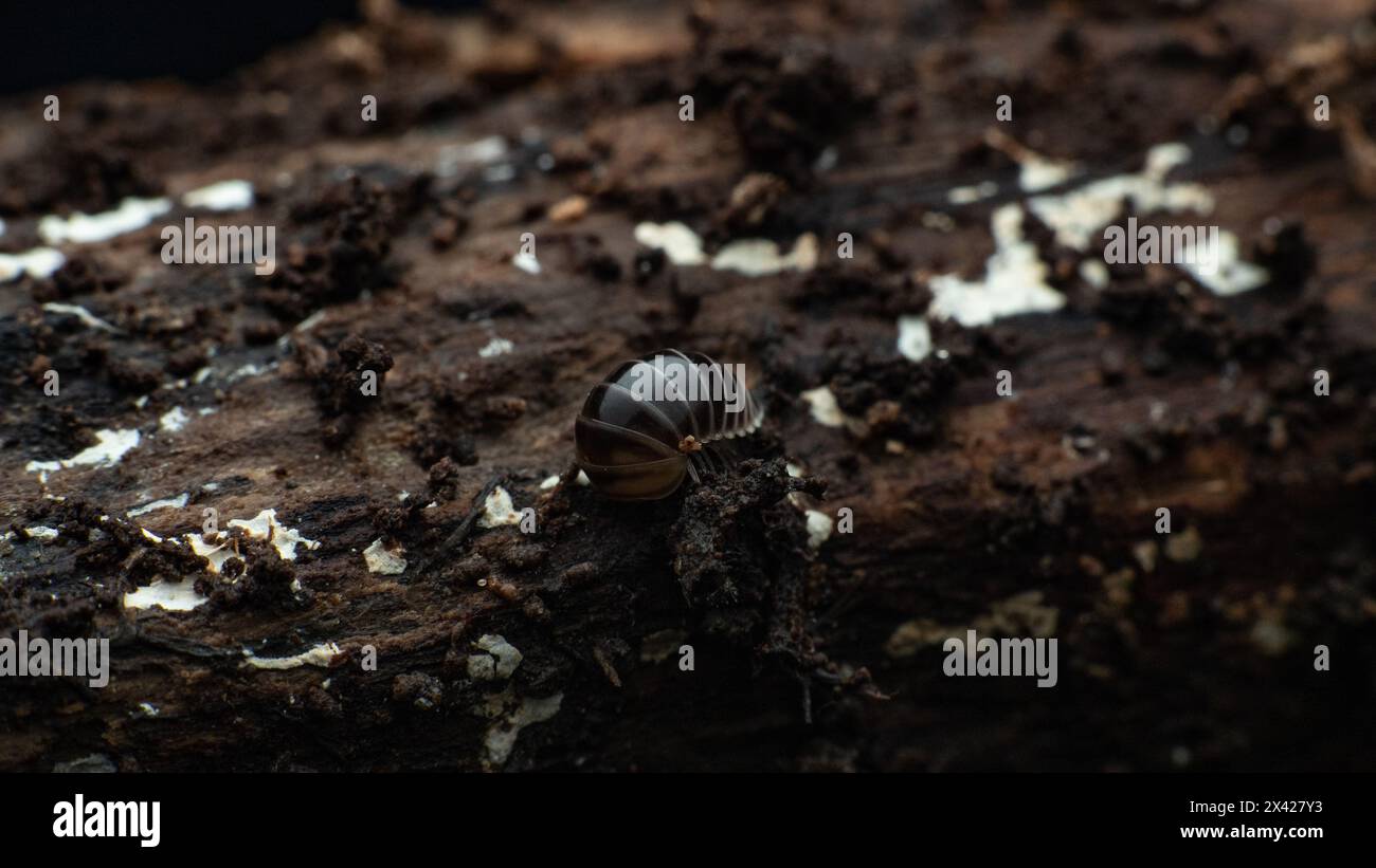 Decayed armor hi-res stock photography and images - Alamy