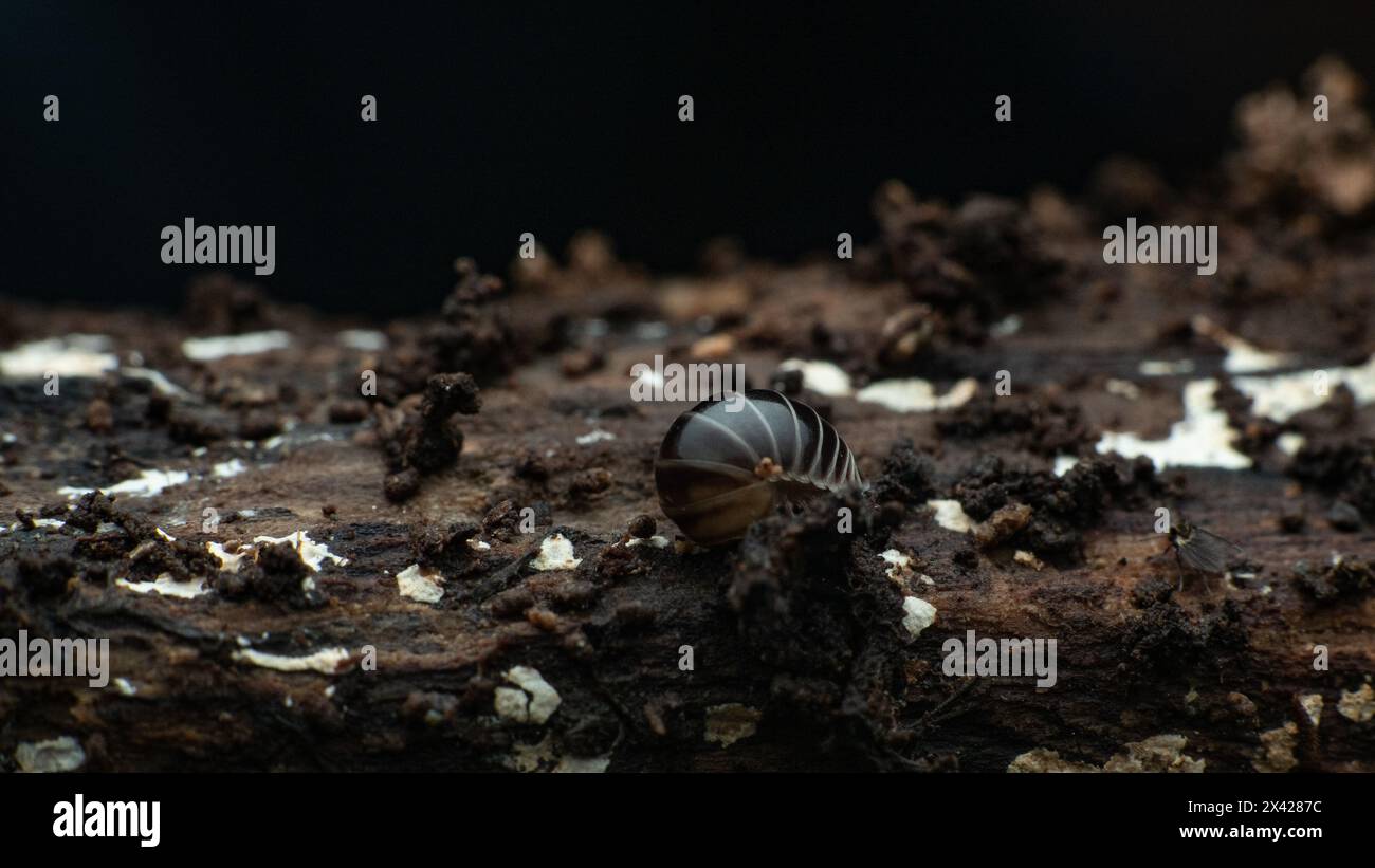 side view of rolling mall Pill Millipede on a decayed log Stock Photo ...