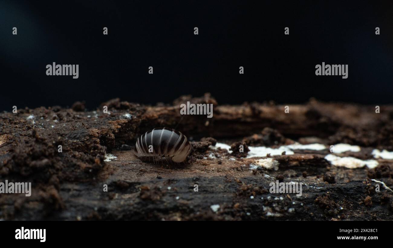 top view of a small Pill Millipede on a decayed log with black ...