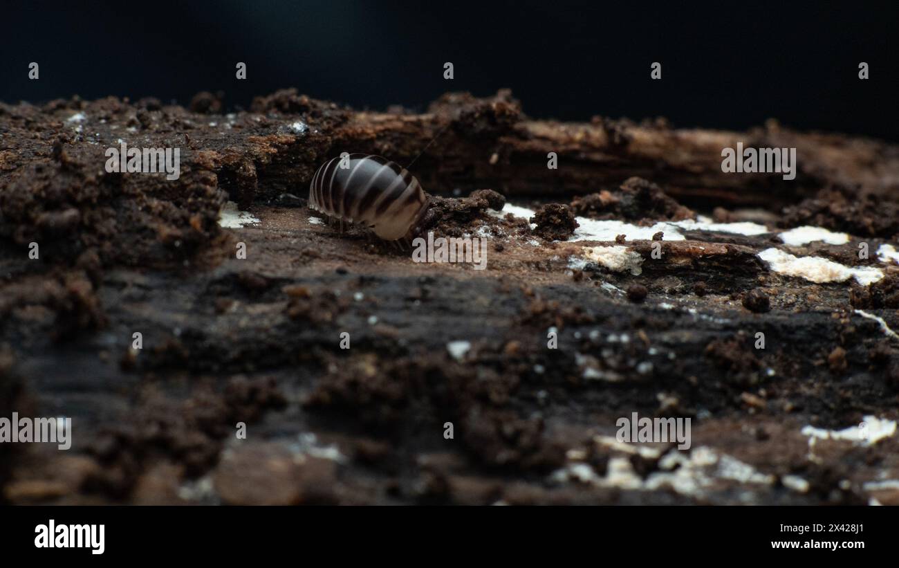 Top view of a Pill Millipede on a decayed log Stock Photo - Alamy