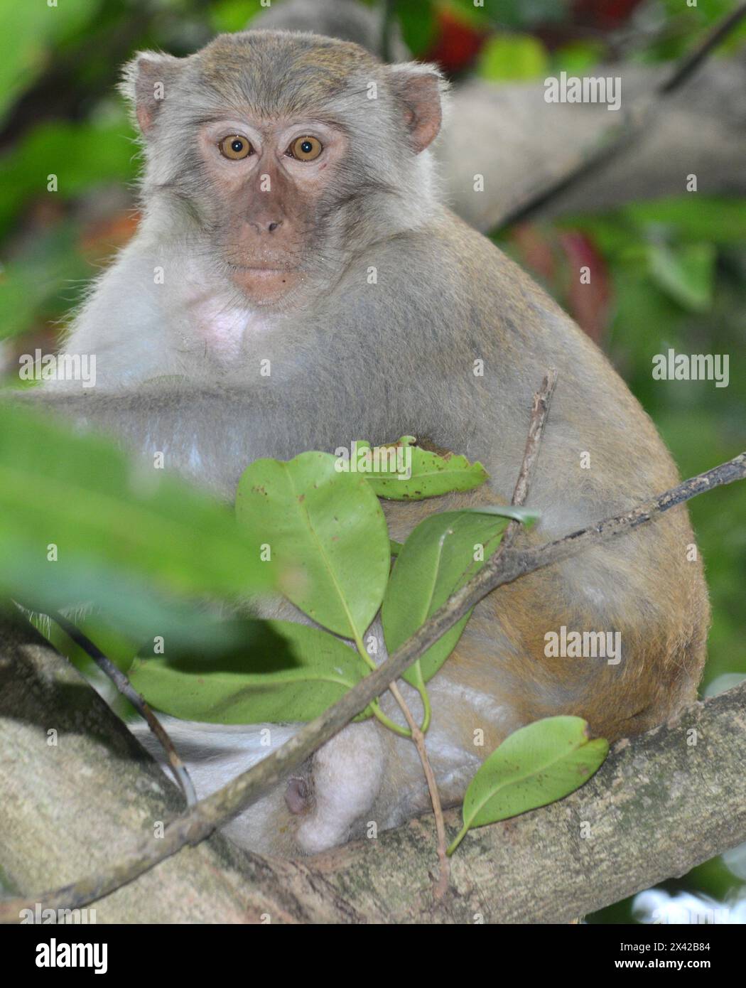 A Macaque monkey at the Son Tra Peninsula near Da Nang, Vietnam Stock Photo - Alamy