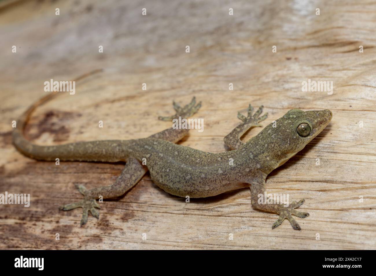 The indo pacific gecko hi-res stock photography and images - Alamy