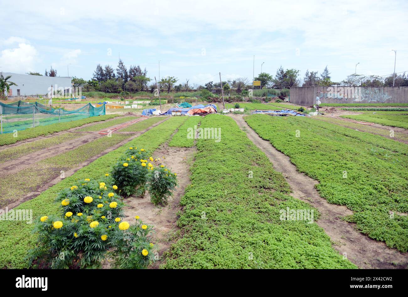 The changing urban landscape of Da Nang. More and more small farms give ...