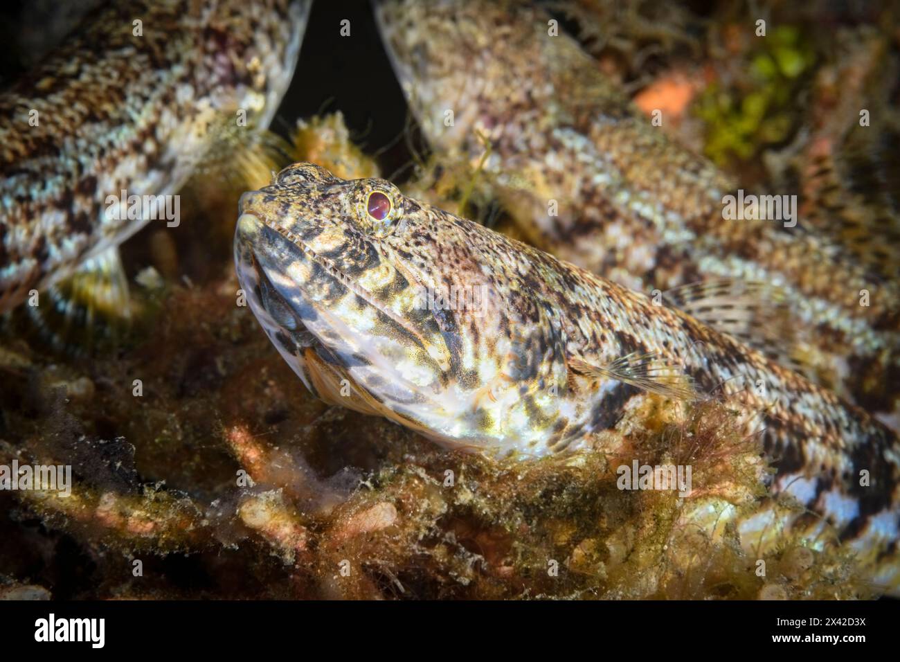 Synodontoidei hi-res stock photography and images - Alamy