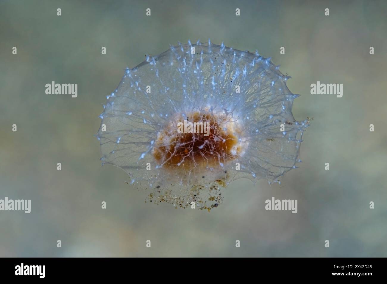 Free floating capitate structure of a pink puffball sponge, Oceanapia ...