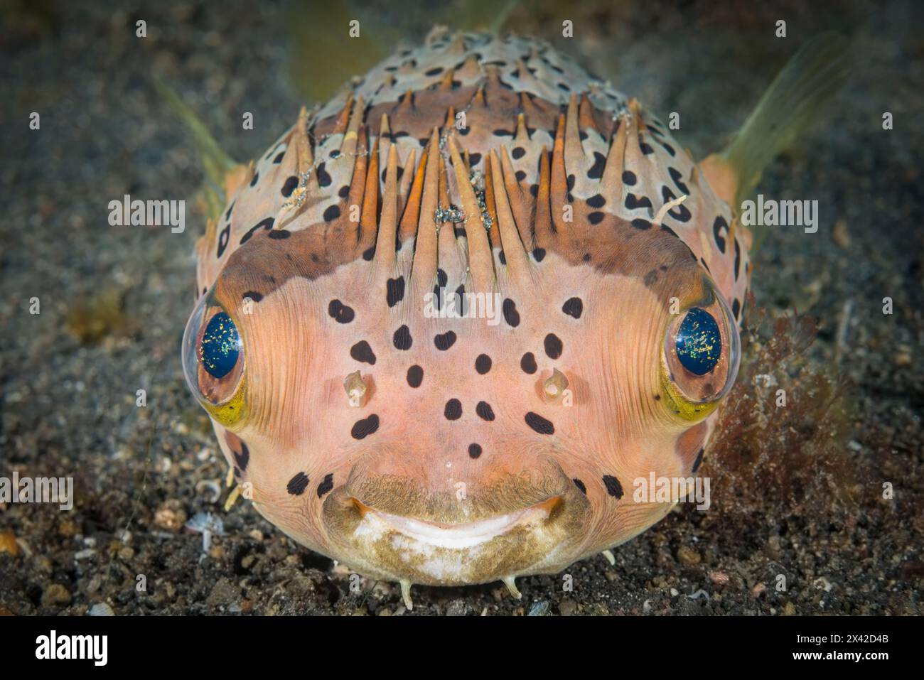 Long-spine porcupinefish, Diodon holocanthus, Lembeh Strait, North ...