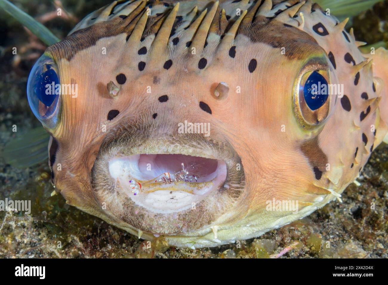 Long-spine porcupinefish, Diodon holocanthus, being cleaned by a ...