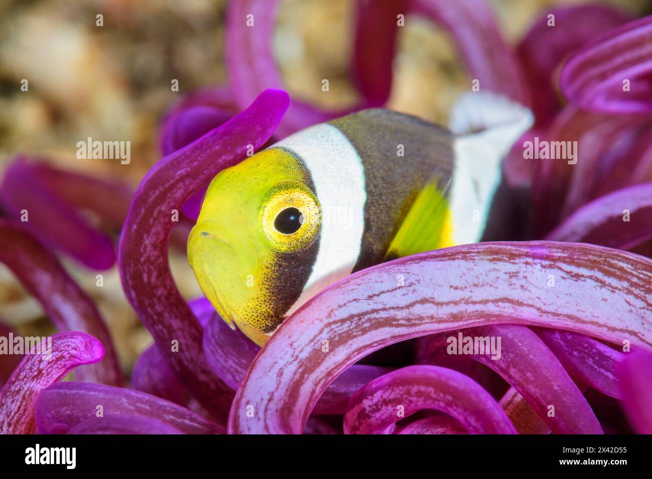 Juvenile Saddleback anemonefish, Amphiprion polymnus, Lembeh Strait ...