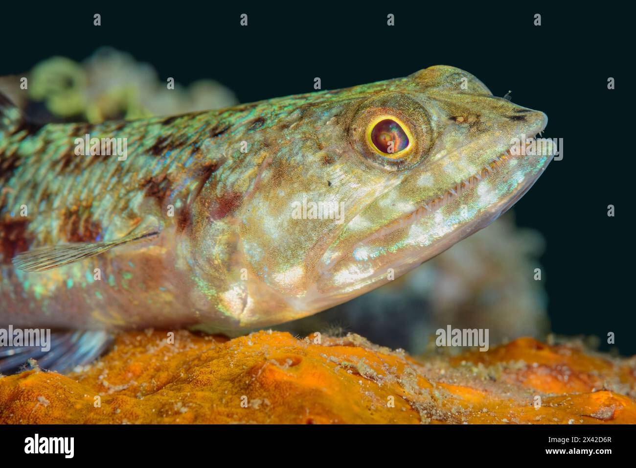 Reef Lizardfish, Synodus variegatus, Lembeh Strait, North Sulawesi ...