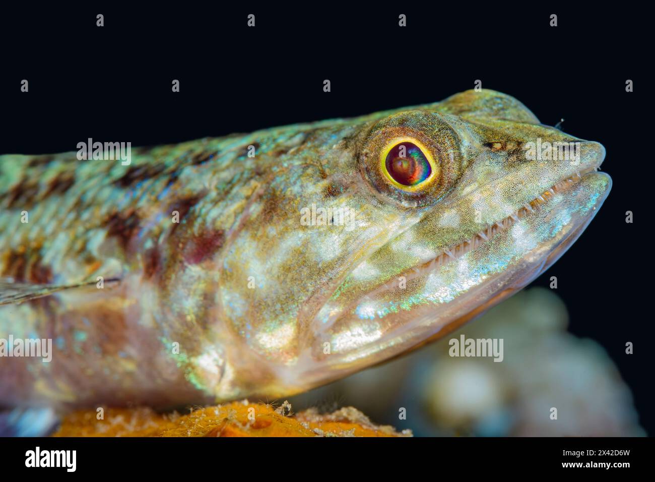 Reef Lizardfish, Synodus variegatus, Lembeh Strait, North Sulawesi ...