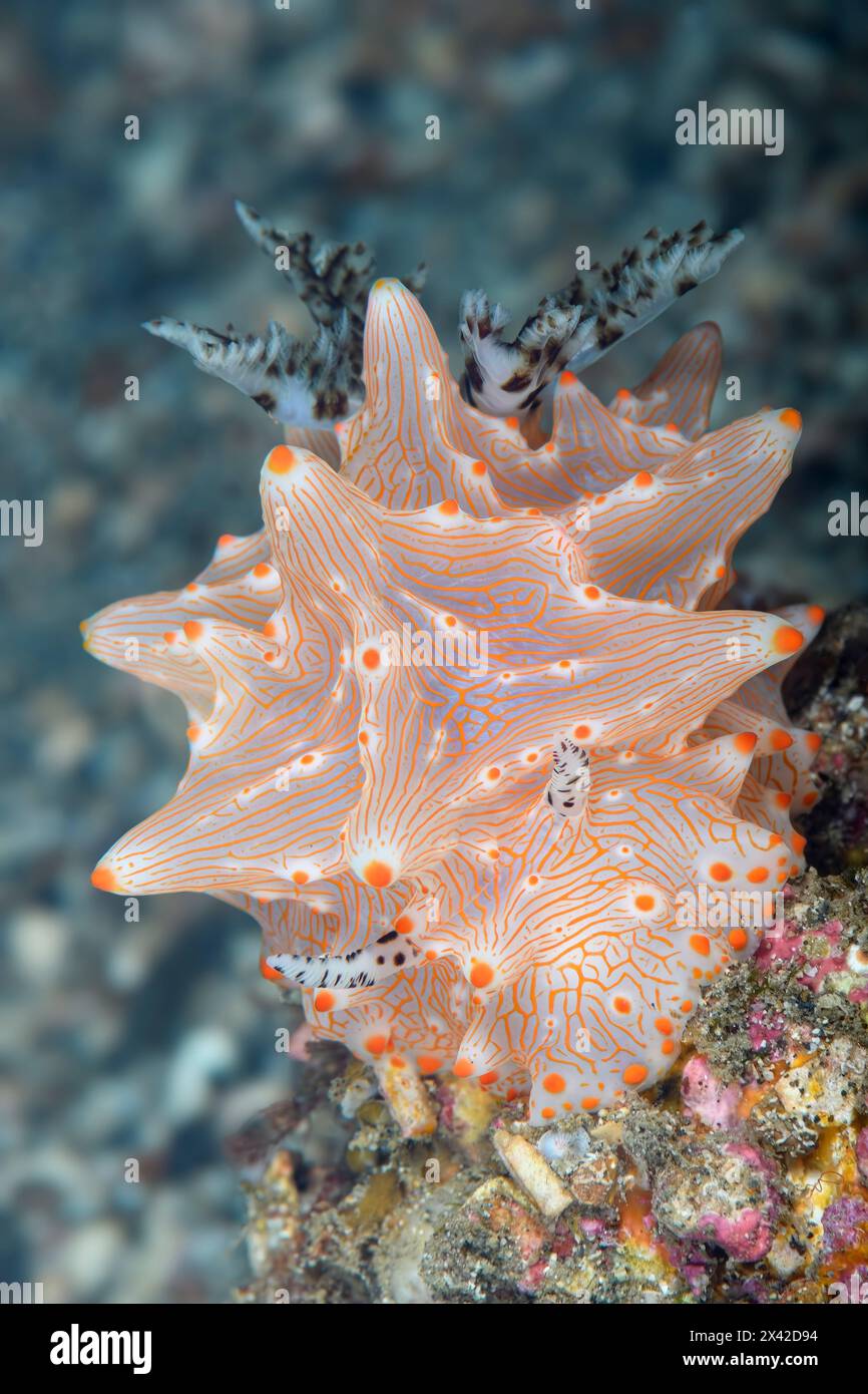 Sea slug or nudibranch, Halgerda batangas, Lembeh Strait, North ...