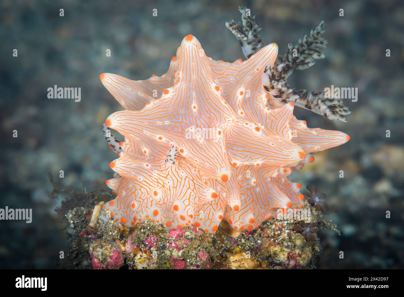 Nudibranch halgerda batangas hi-res stock photography and images - Alamy