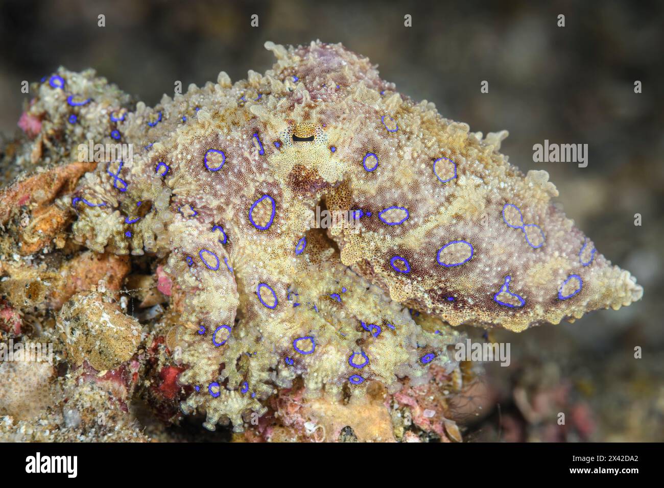 Blue-ringed octopus, Hapalochlaena sp., Lembeh Strait, North Sulawesi ...
