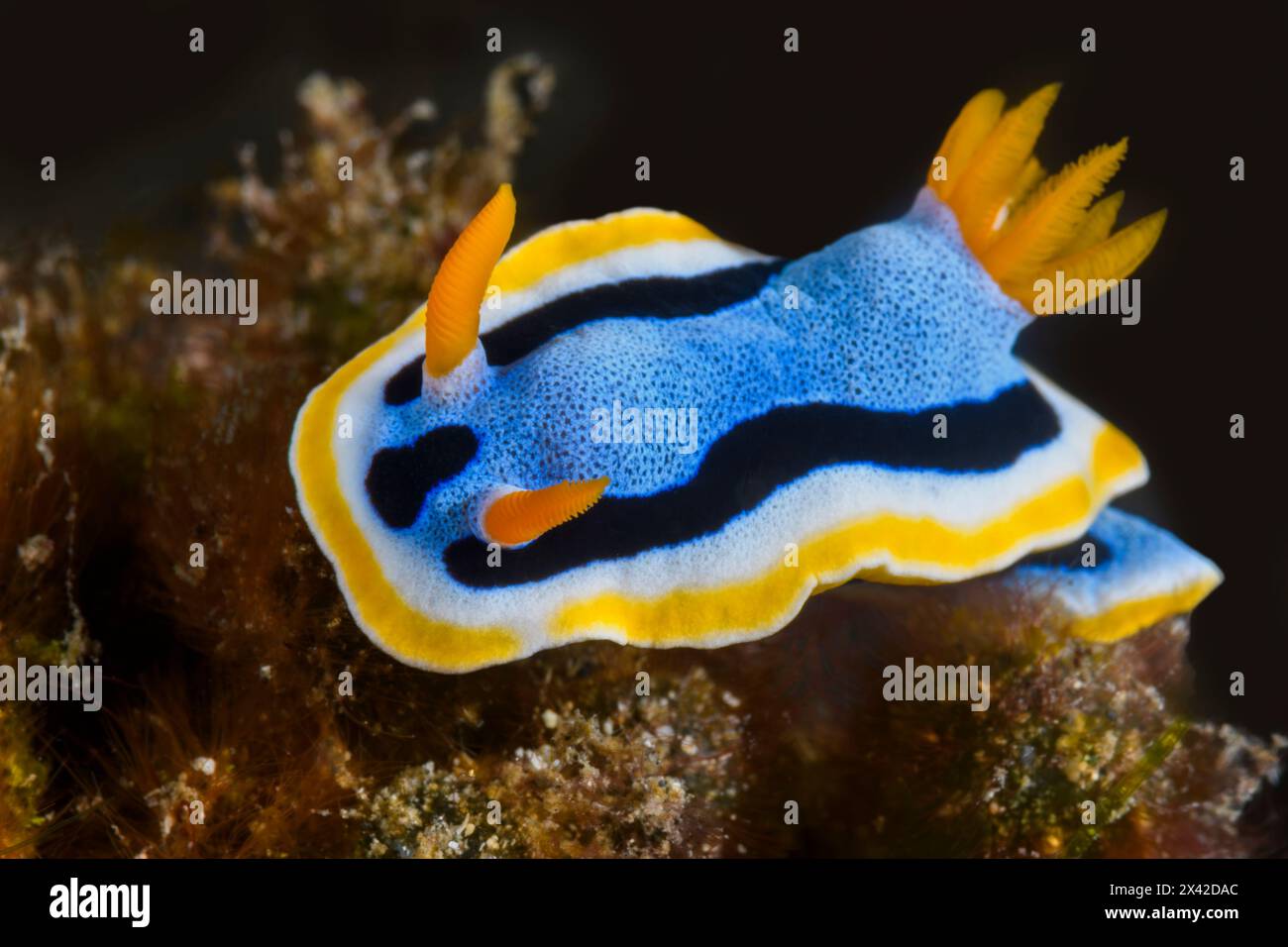 Annas slug hi-res stock photography and images - Alamy