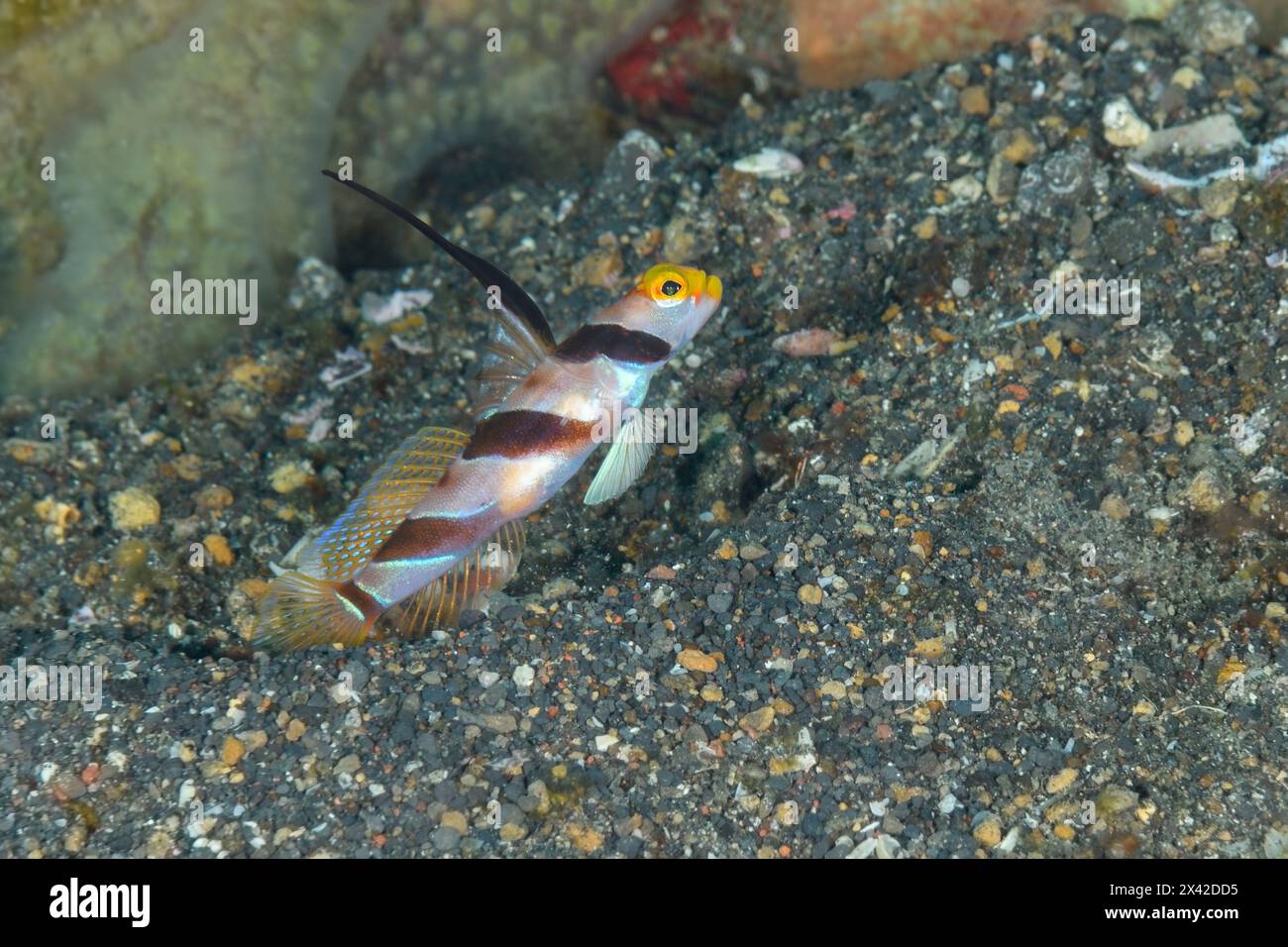 Nematodes hi-res stock photography and images - Alamy