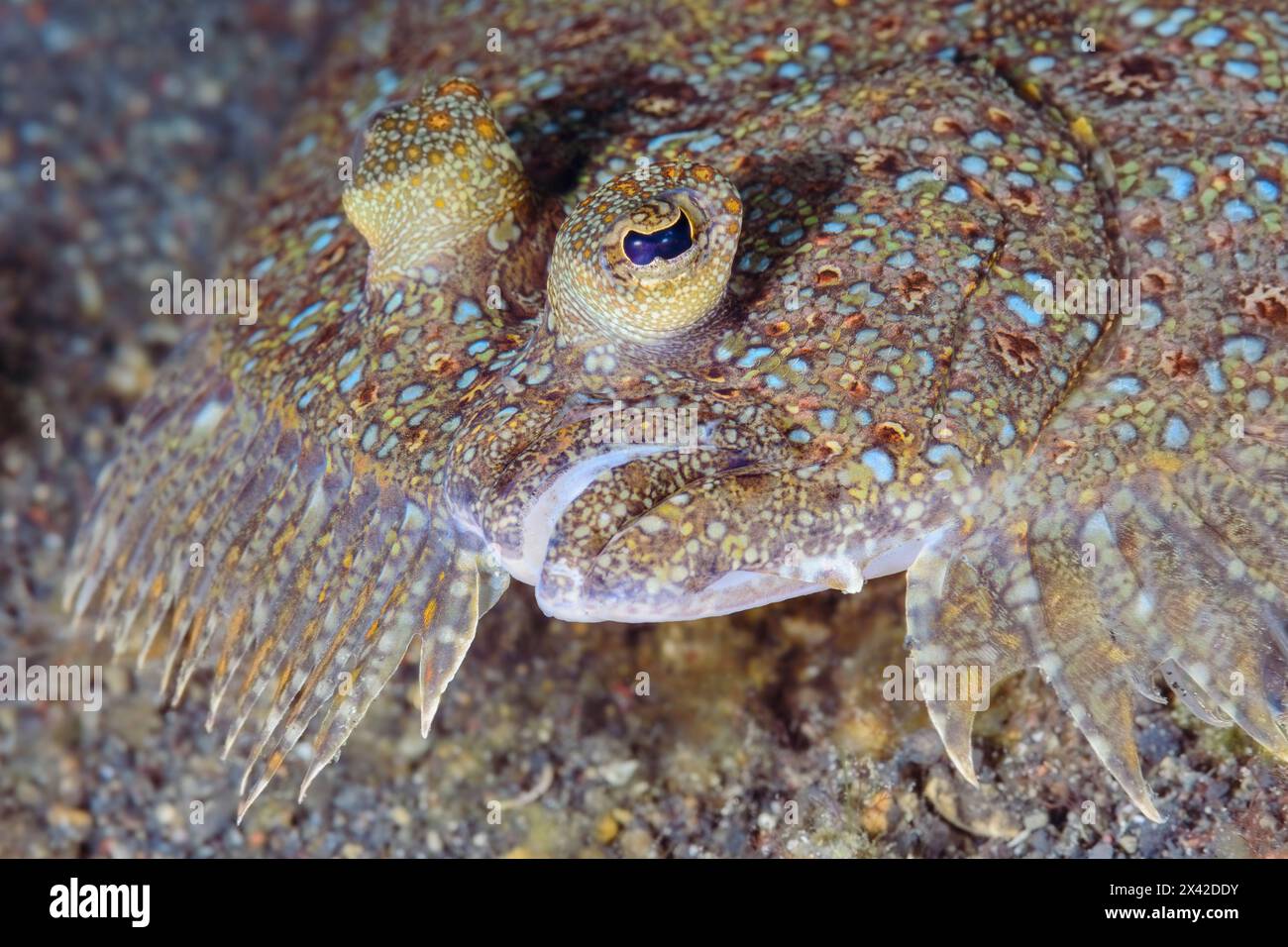 Leopard flounder, Bothus pantherinus, Lembeh Strait, North Sulawesi ...