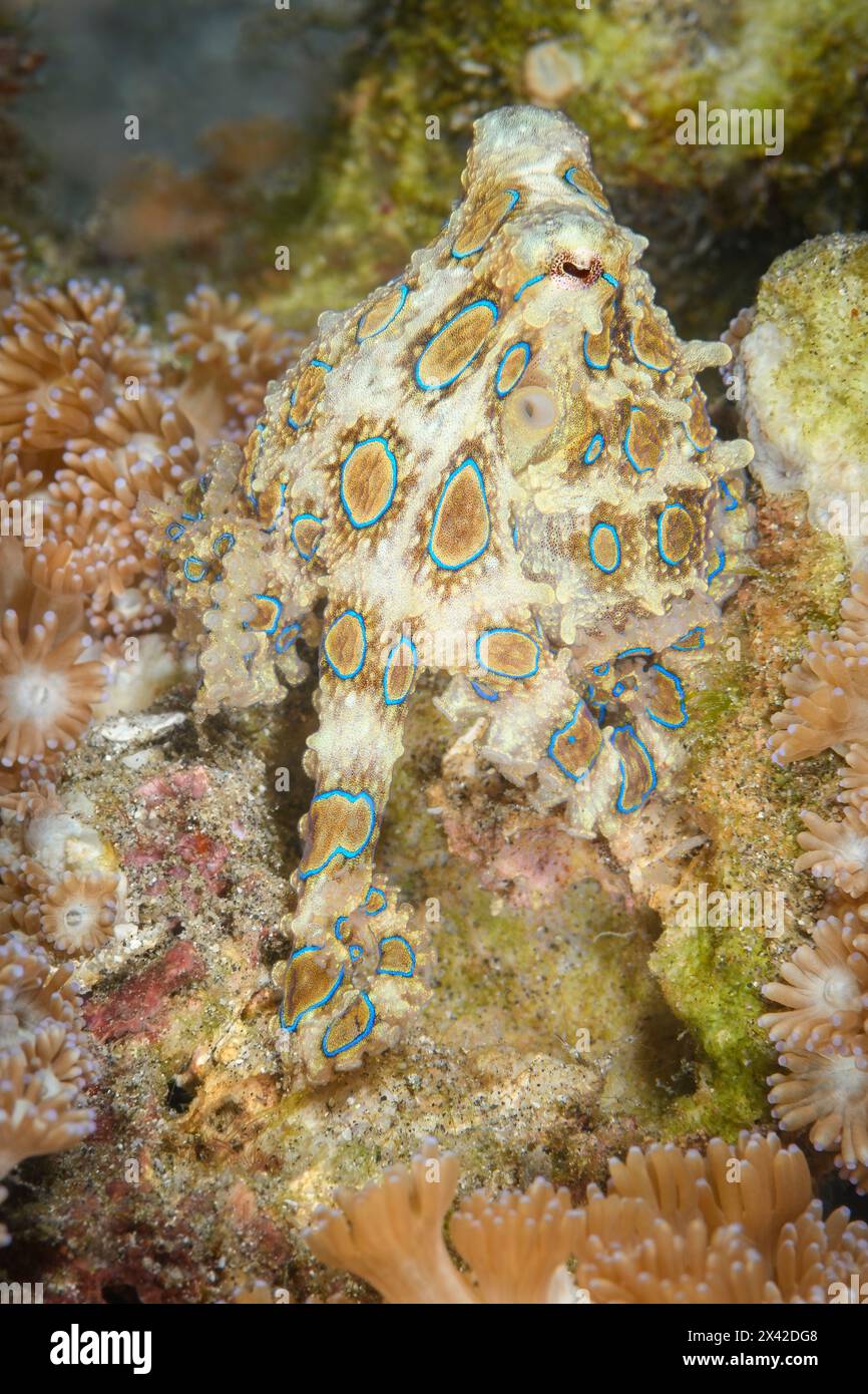 Blue-ringed octopus, Hapalochlaena sp., Lembeh Strait, North Sulawesi ...