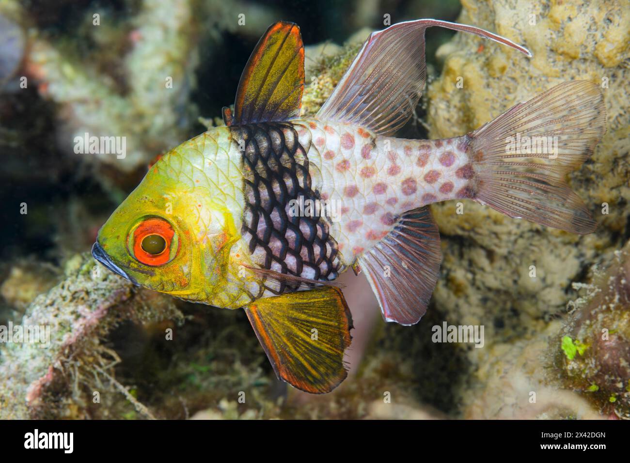 Pyjama cardinalfish, Sphearamia nematoptera, Lembeh Strait, North ...