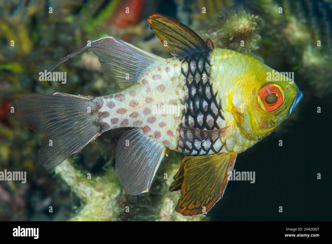 Pyjama cardinalfish, Sphearamia nematoptera, Lembeh Strait, North ...