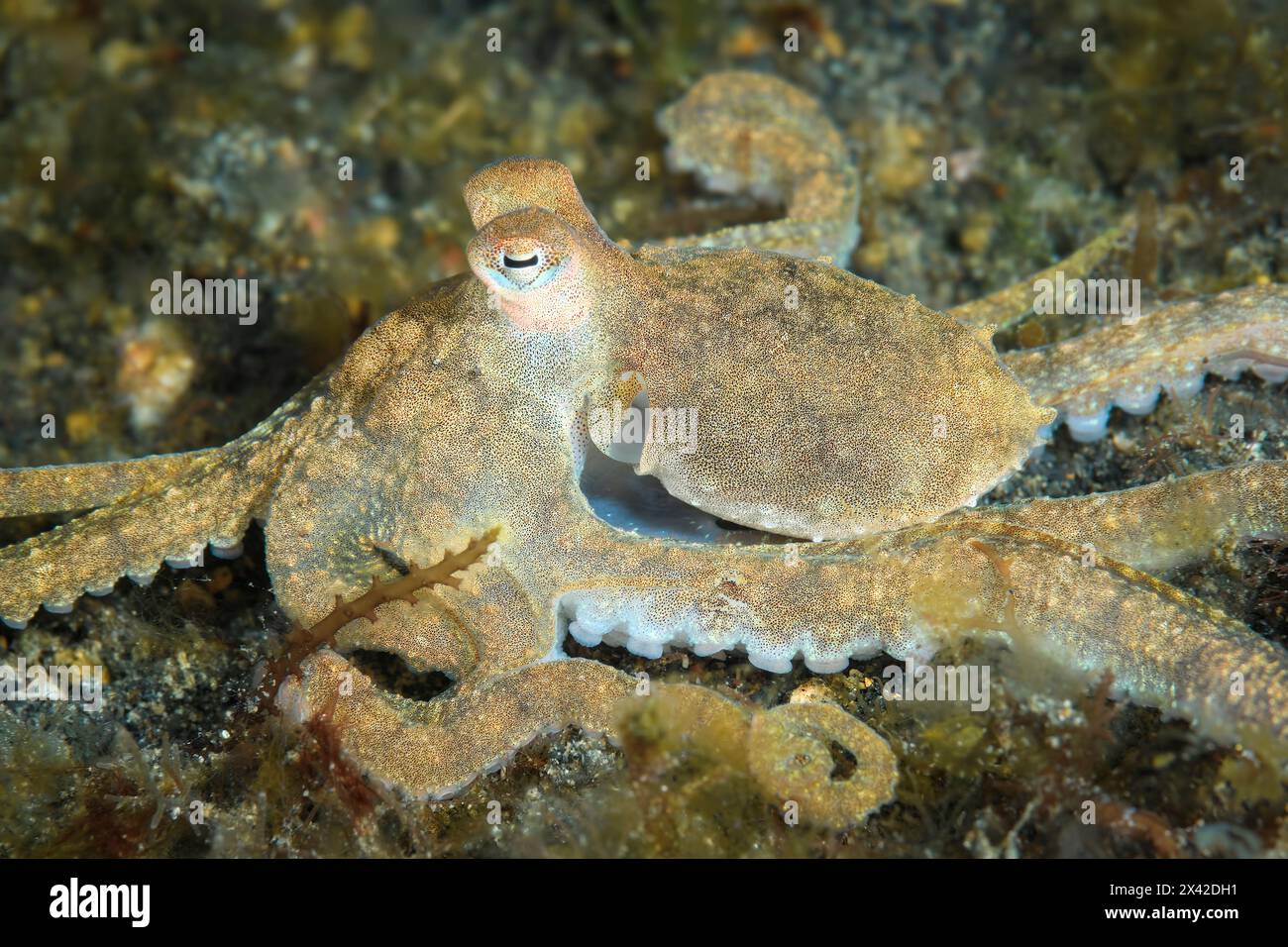 Indonesian longarm octopus hi-res stock photography and images - Alamy