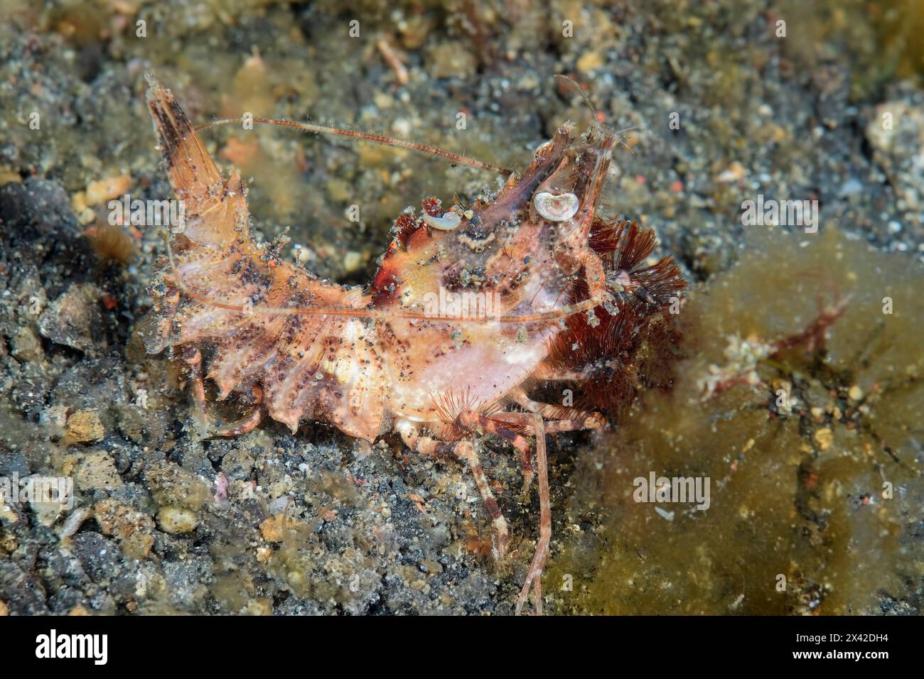 Japanese Rock Shrimp, Sicyonia japonica, Lembeh Strait, North Sulawesi ...