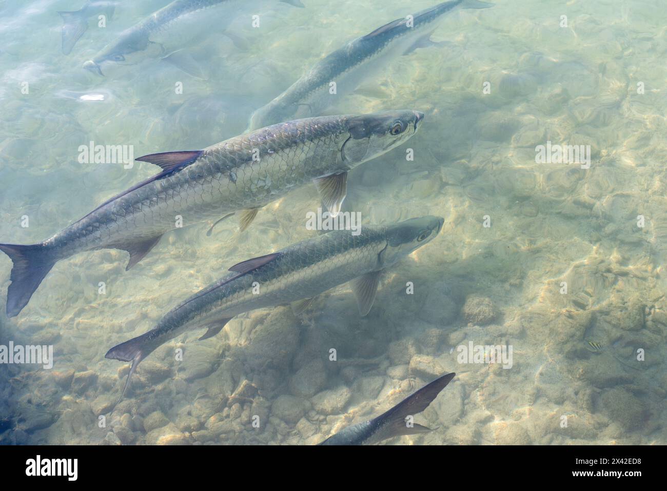 carp fish swimming in ocean viewed from surface of water Stock Photo ...