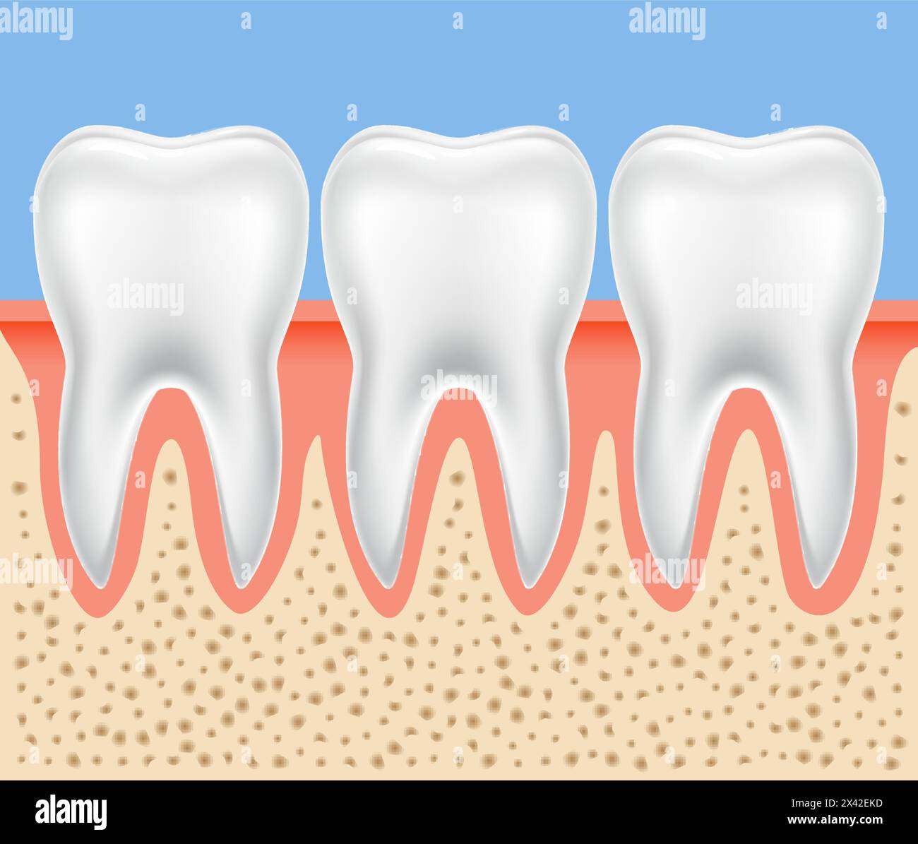 Tooth vector dental anatomy. Human tooth bone healthy illustration ...