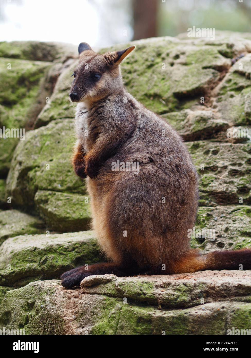 Foxes mating hi-res stock photography and images - Alamy