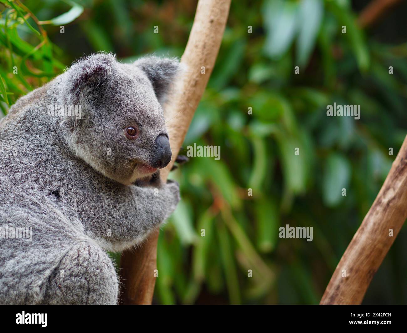 Enchanting adorable Koala sitting contentedly in a Eucalyptus tree ...