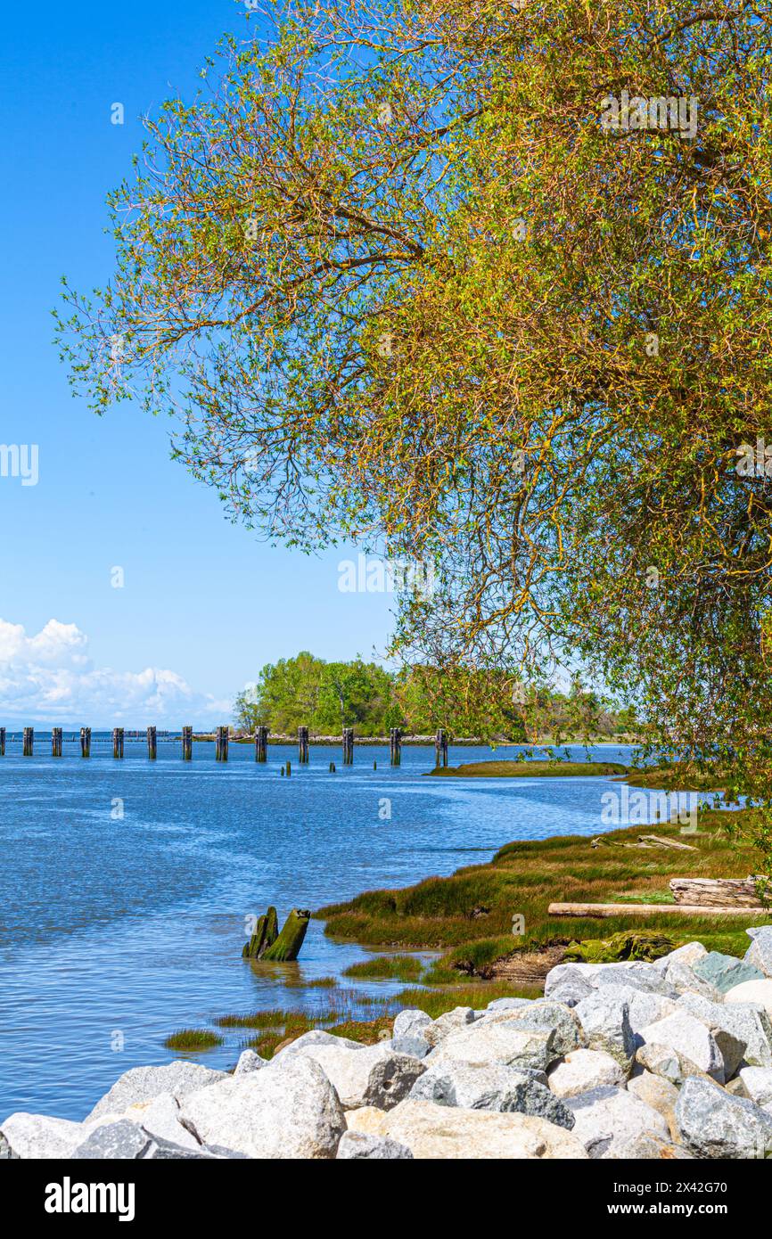 Fraser river delta grass hi-res stock photography and images - Alamy Fraser river delta grass hi-res stock photography and images - Alamy