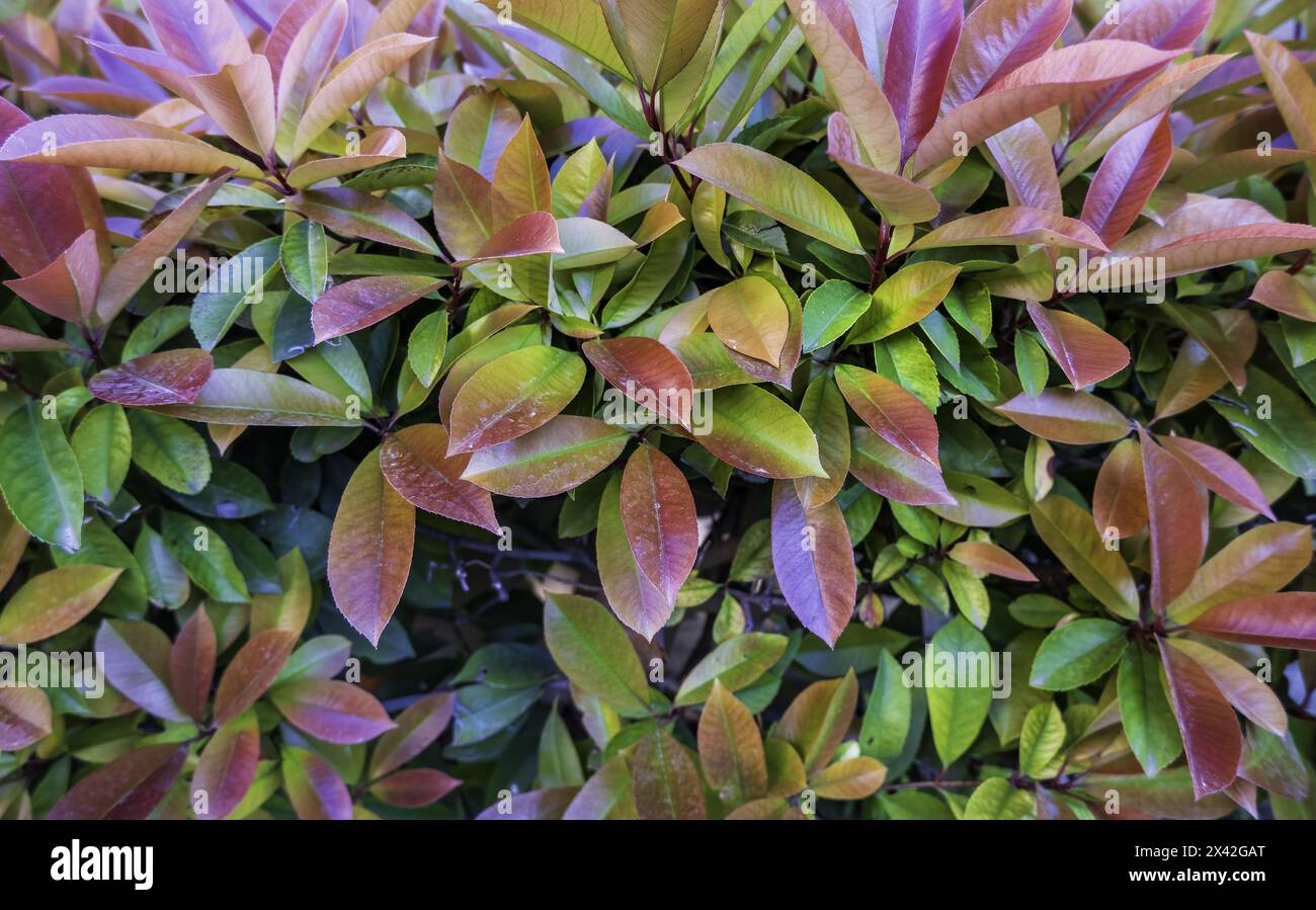 Detail of green background of decorative bushes in the city Stock Photo ...