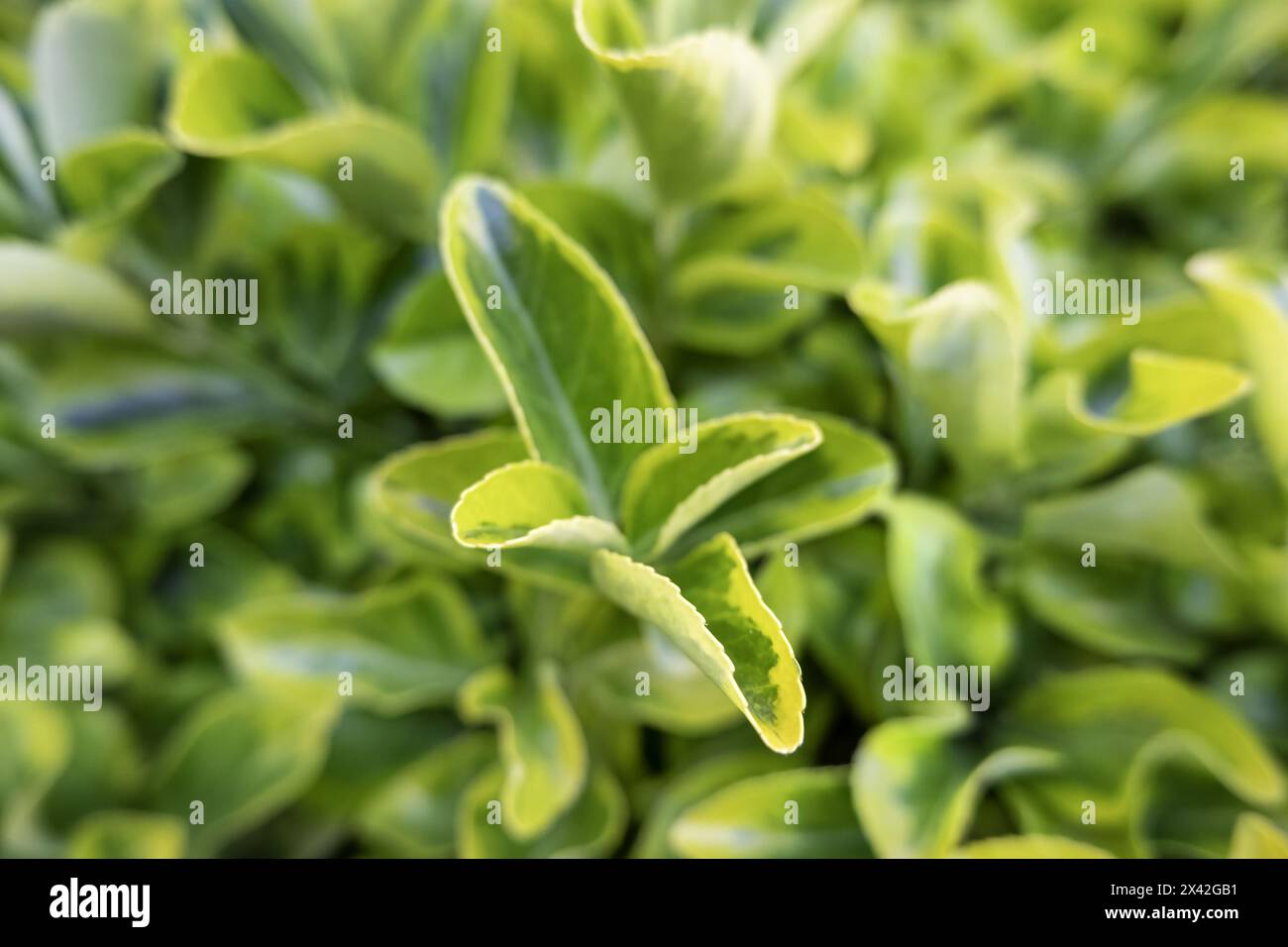 Detail of green background of decorative bushes in the city Stock Photo ...