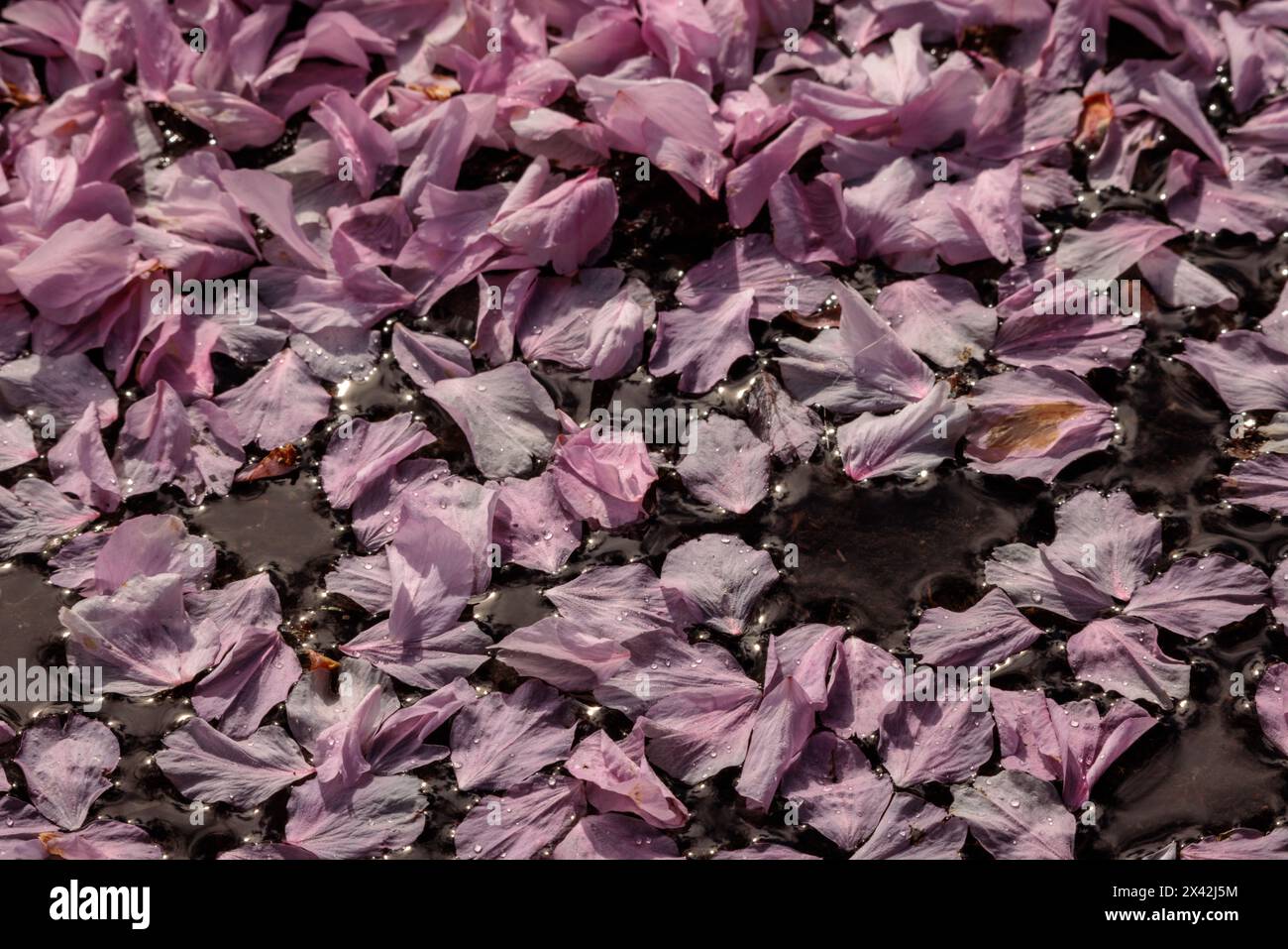 Pink cherry blossom petals float in a puddle after a rain shower in ...