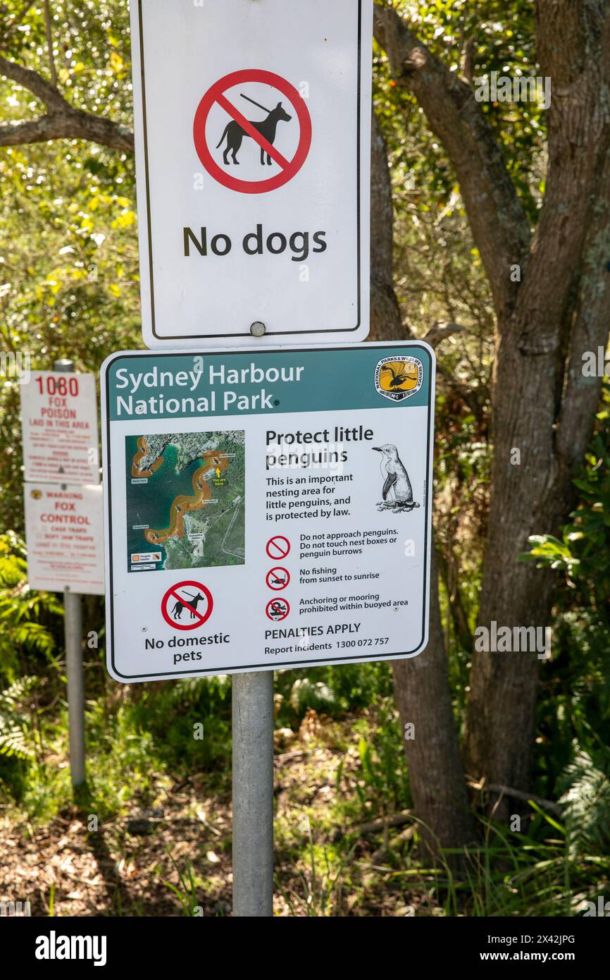 Little penguins site hi-res stock photography and images - Alamy