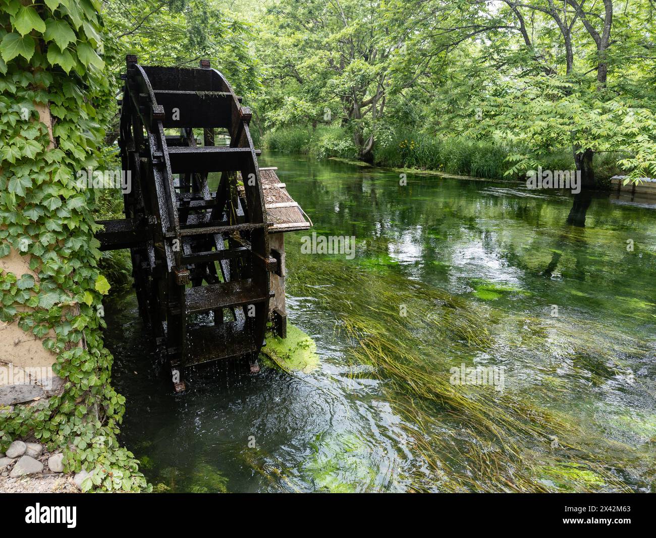 Traditional Japanese waterwheel at a Wasabi farm in Azumino City ...