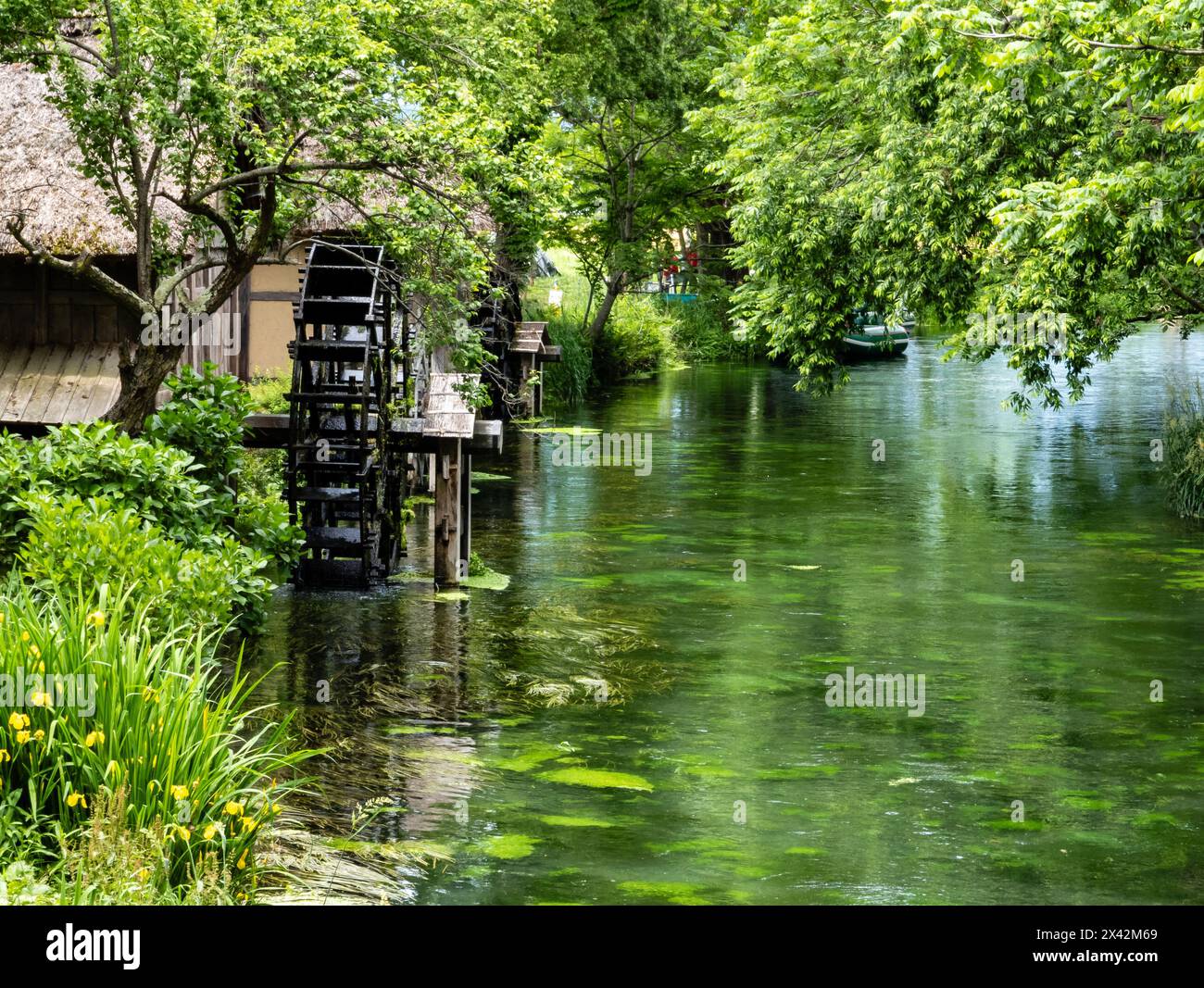 Traditional Japanese waterwheel at a Wasabi farm in Azumino City ...