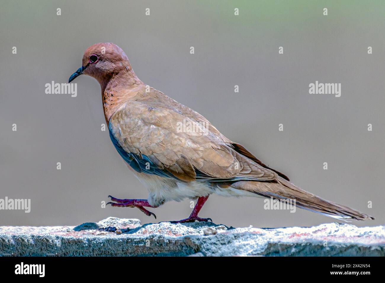 The laughing dove is a small pigeon that is a resident breeder in Africa, the Middle East, South ...