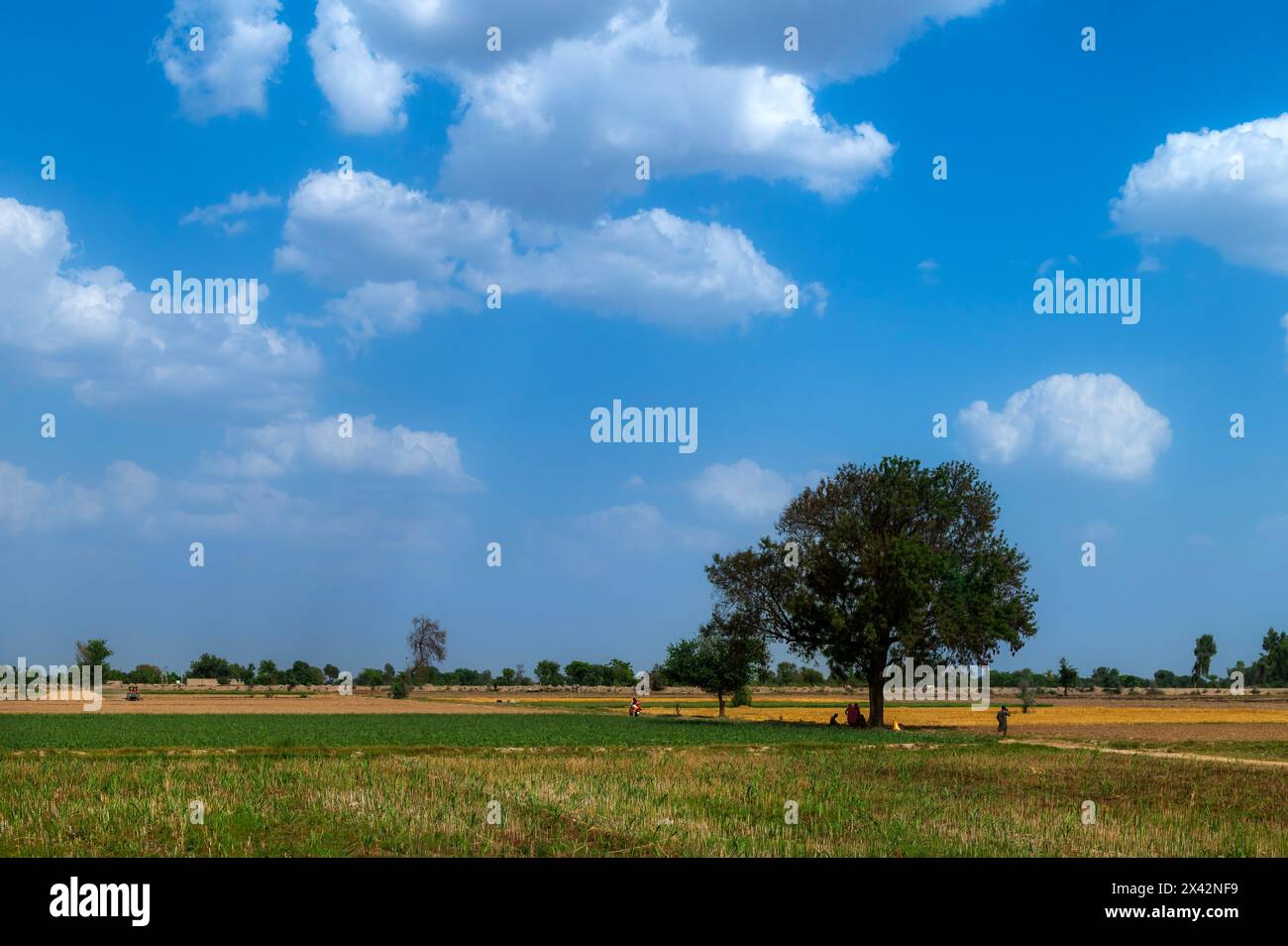 landscape photography of rural punjab with green tree clouds and blue ...