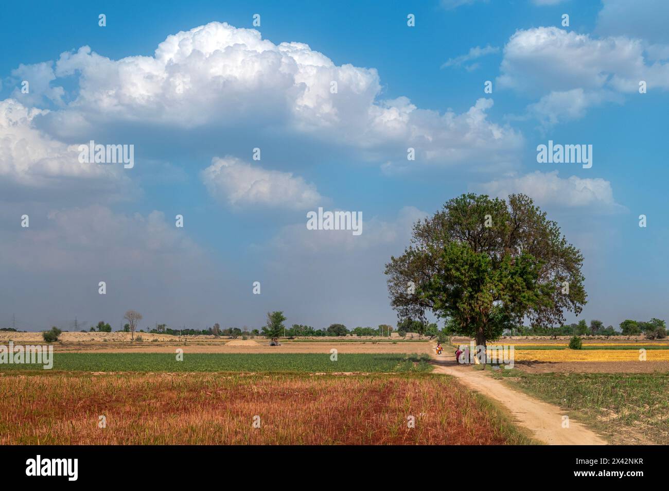landscape photography of rural punjab with green tree clouds and blue ...