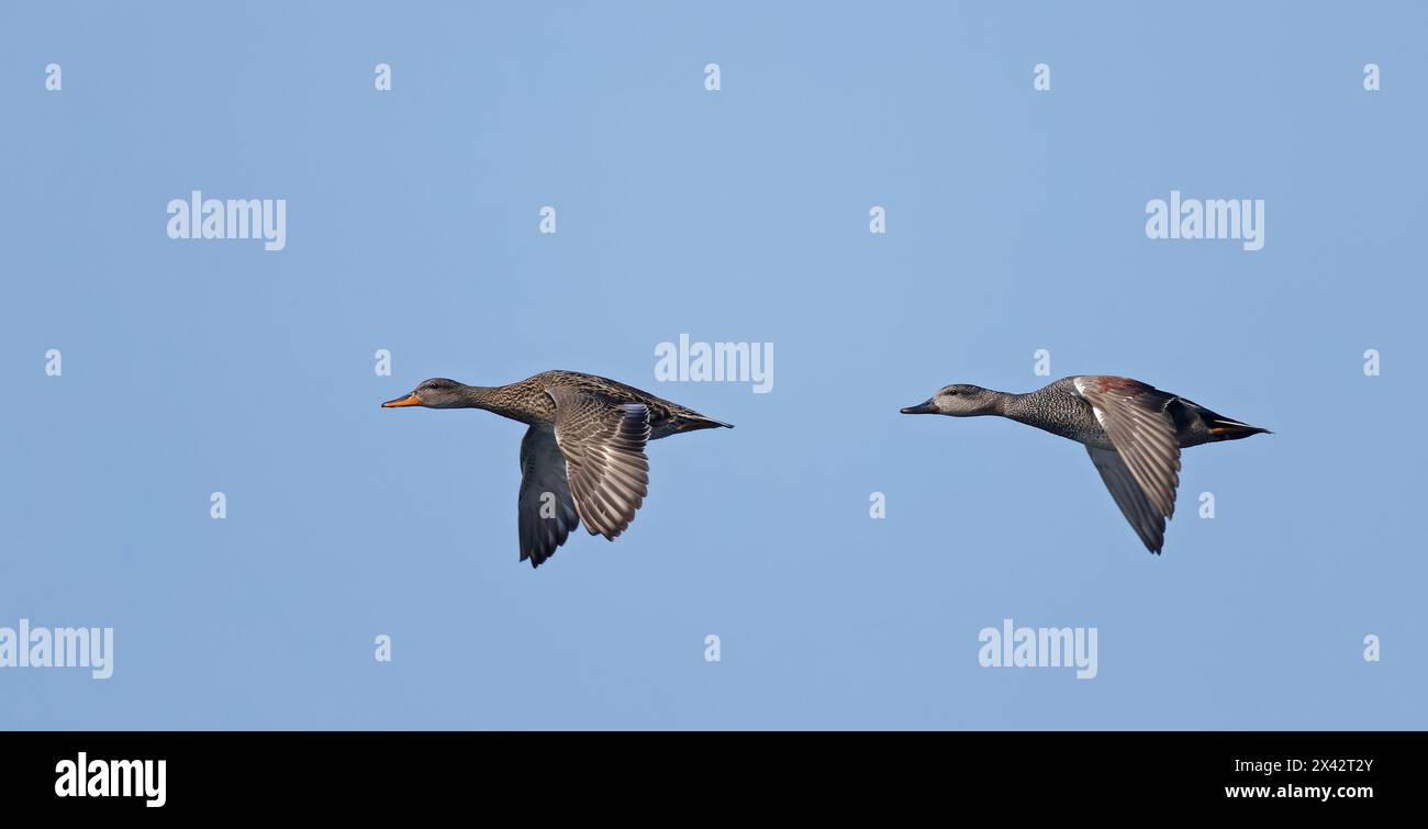 Pair of Gadwall in flight Stock Photo - Alamy