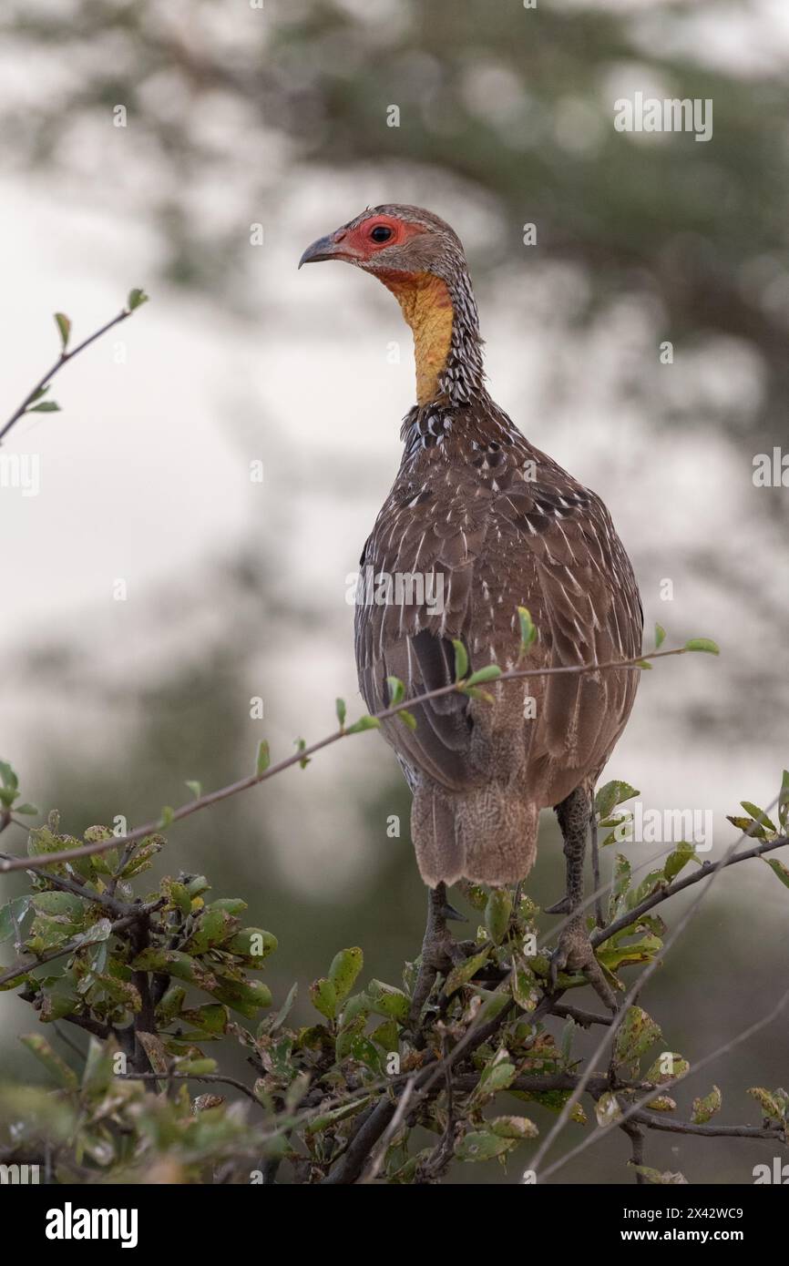 Yellow-necked Spurfowl, Pternistis leucoscepus, Phasianidae, Buffalo ...